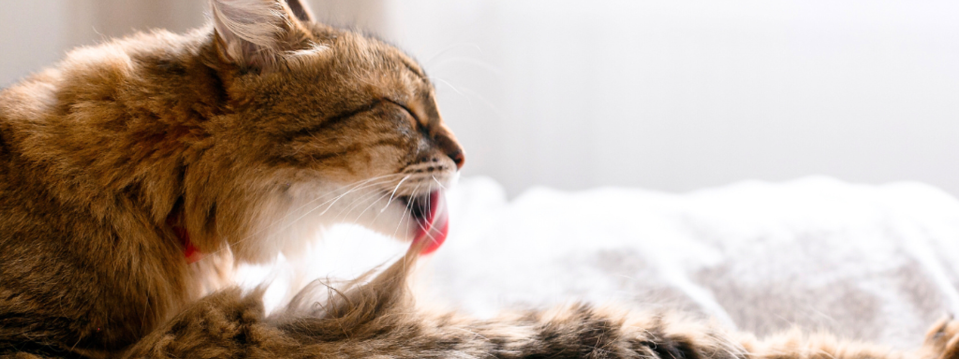 Overgrooming In Cats